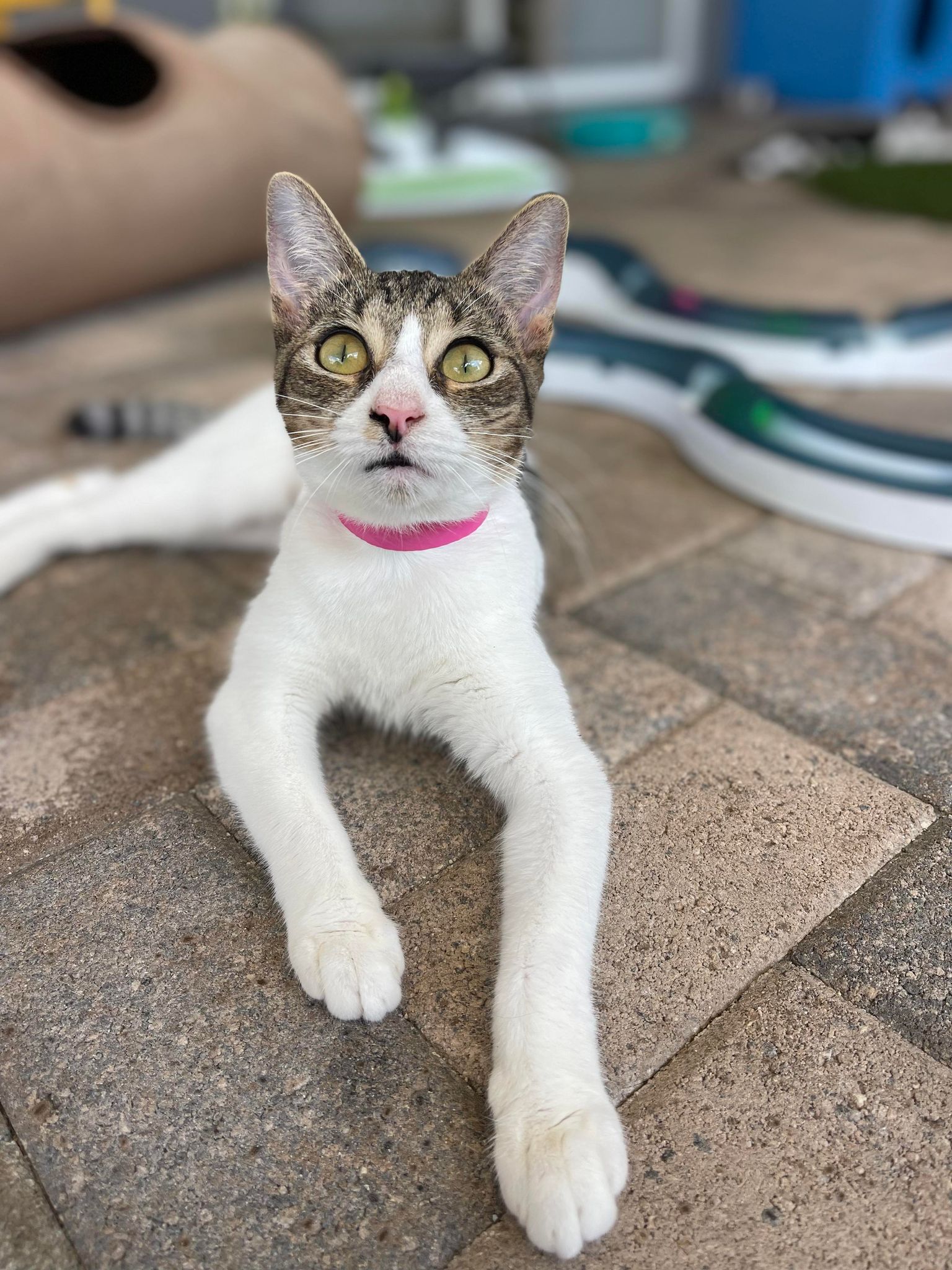 Bella