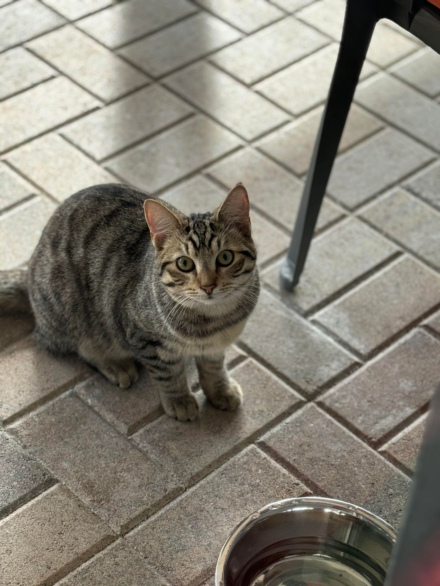 Cayenne