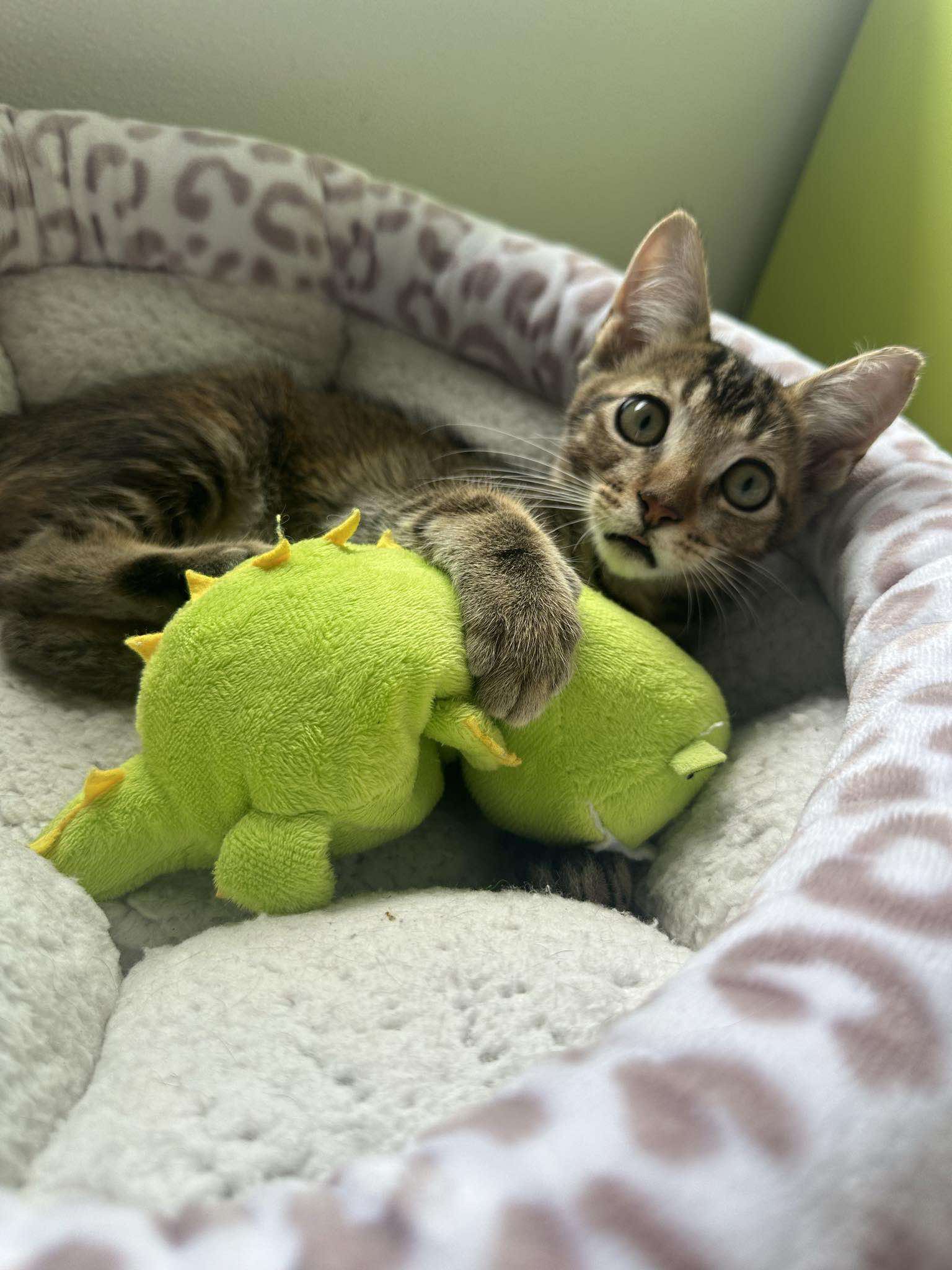 Daredevil (I am blind)