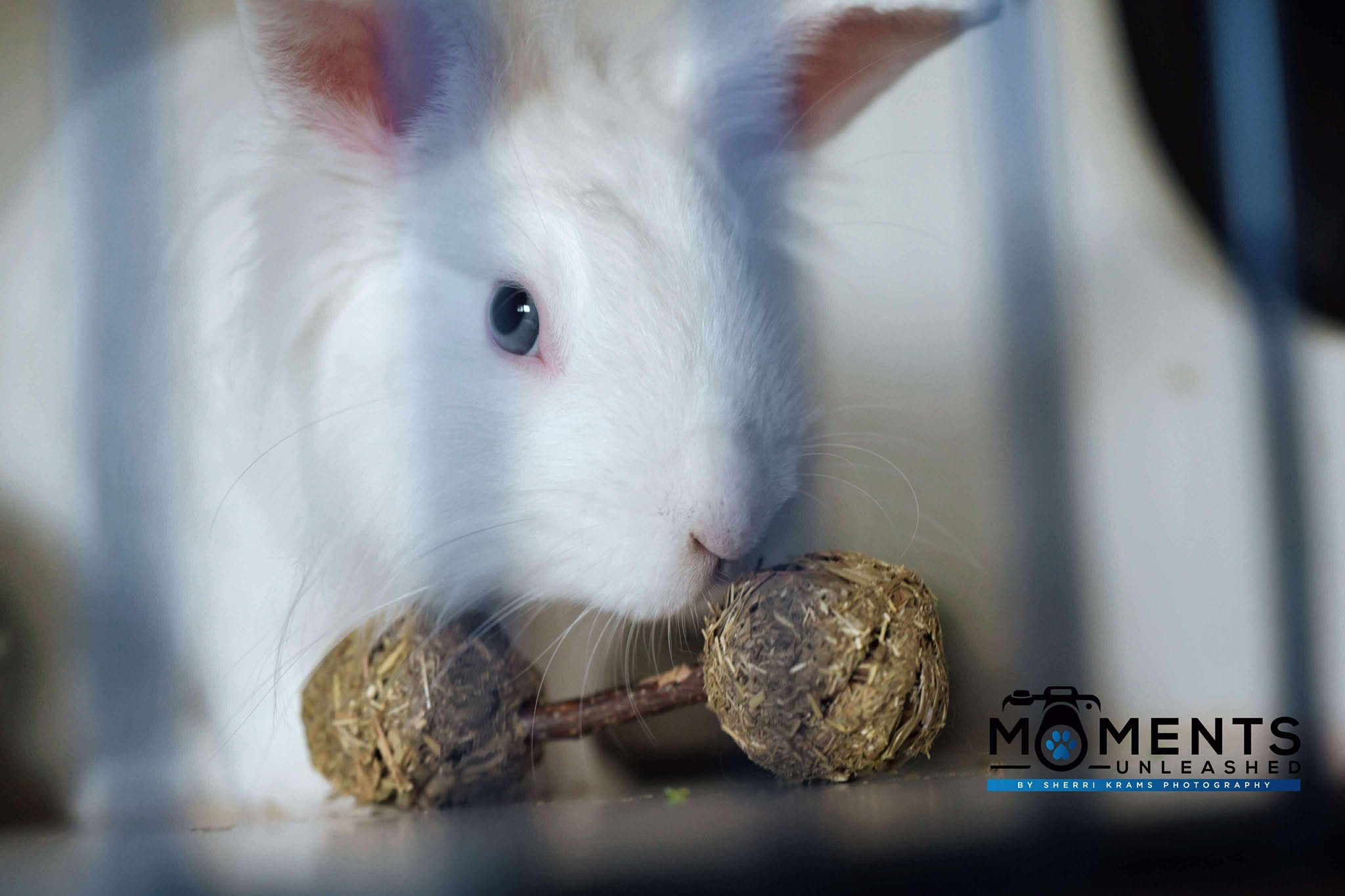 Rabbits